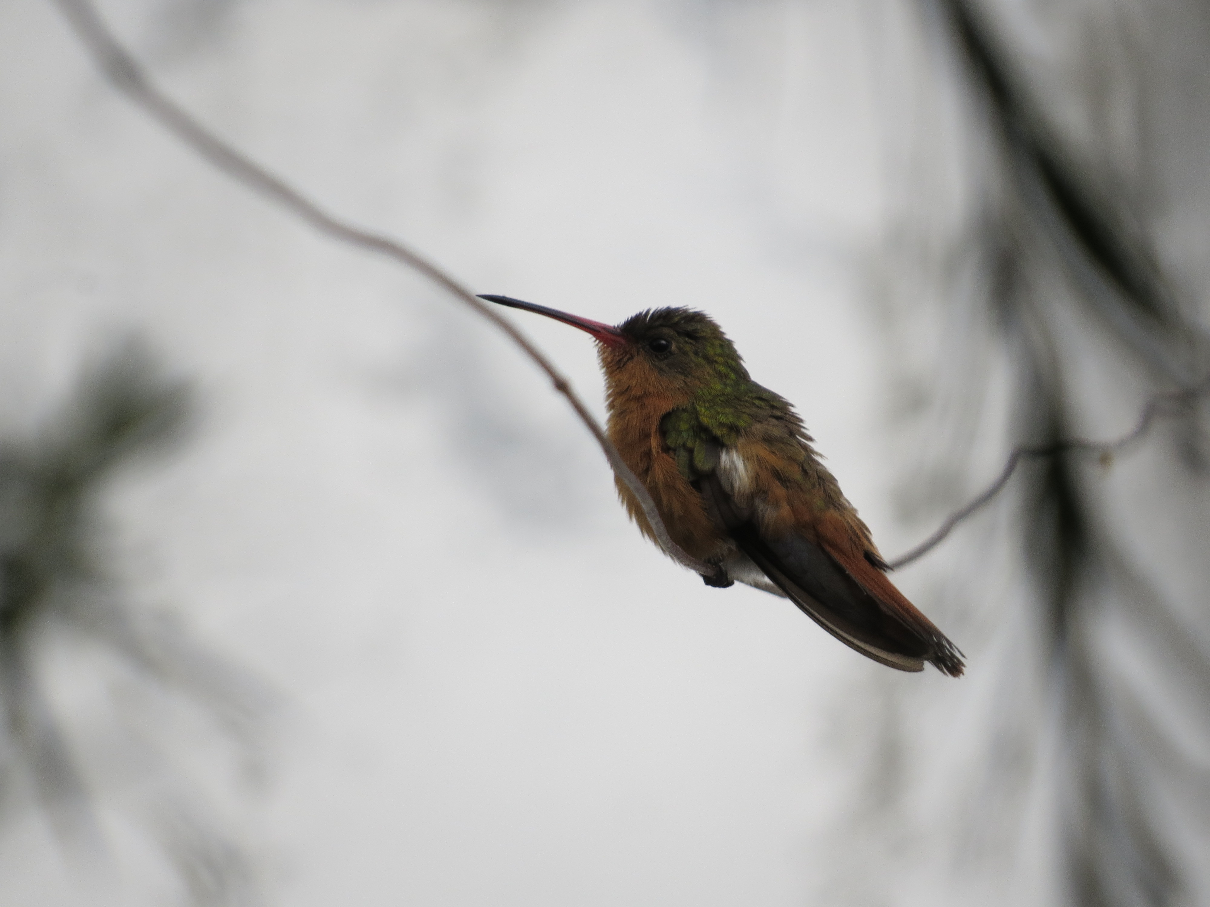 Colibrí 6 – LA CASA DE ÓSCAR PERDOMO LEÓN. Haciendo uso de mi libertad ...